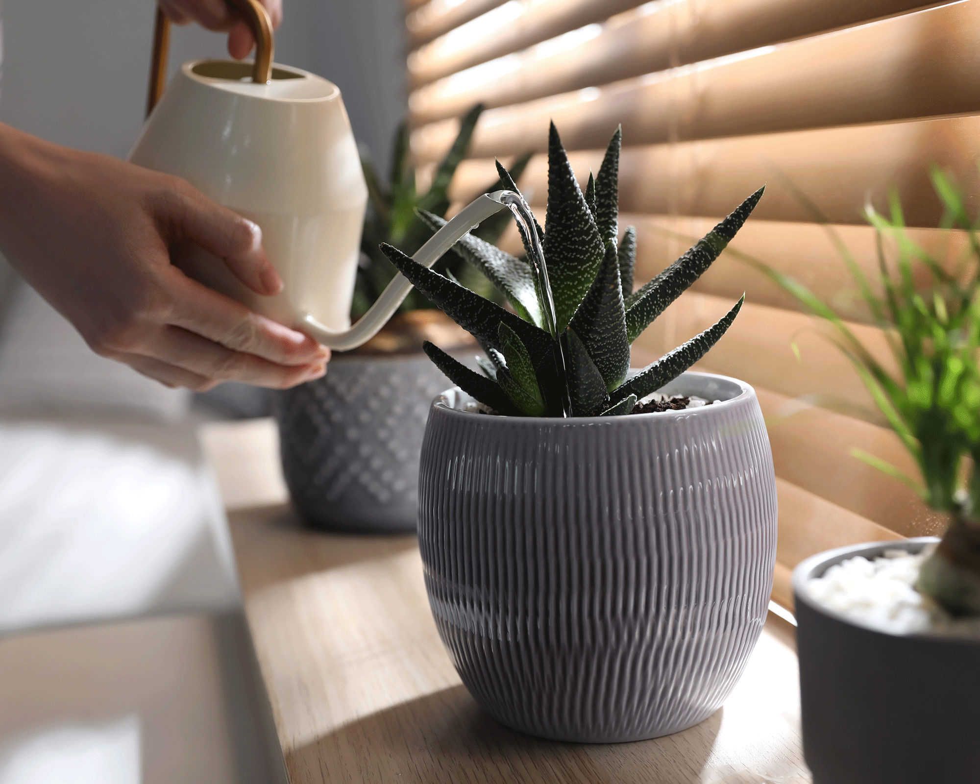 How to water a cactus: and the watering mistakes to avoid | Homes and ...