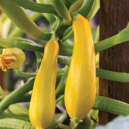 Tips for how to grow squash in containers successfully | Homes and Gardens