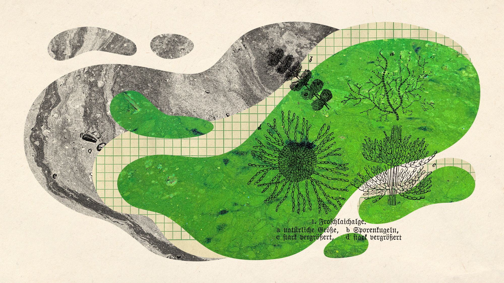 A new algae species could be a source of biofuel | The Week
