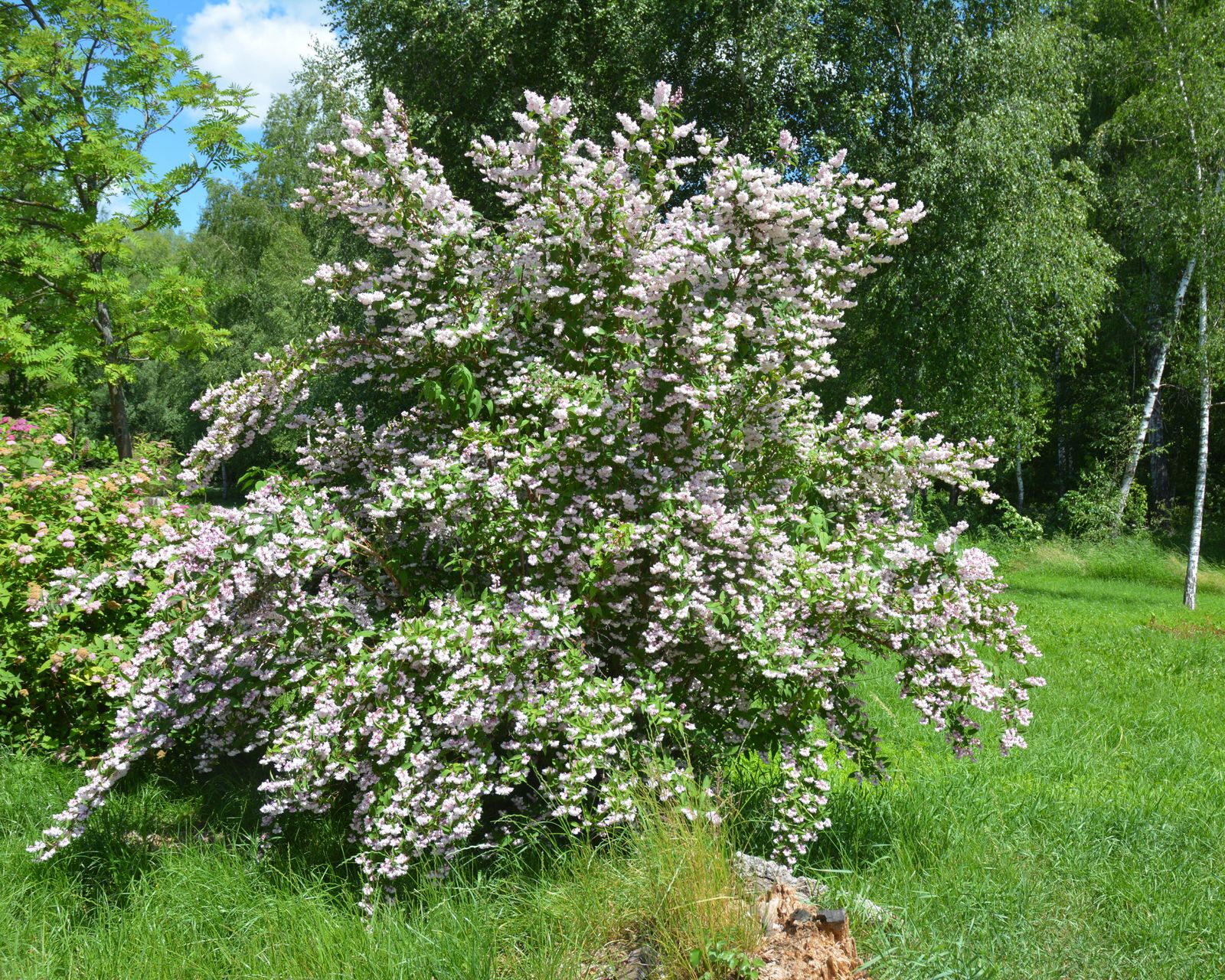 8 White Flowering Shrubs That Instantly Add Elegance | Gardening Know How