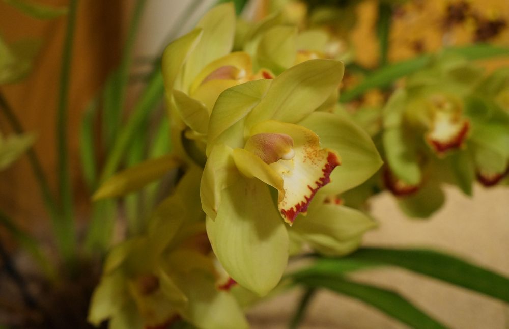 The Orchids of Latin America (Gallery) | Flowers in Photos | Live Science
