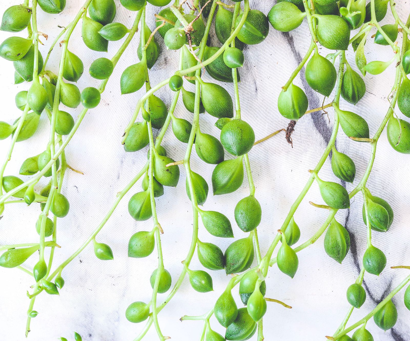 Complete Guide To Growing A String Of Pearls Plant | Gardening Know How