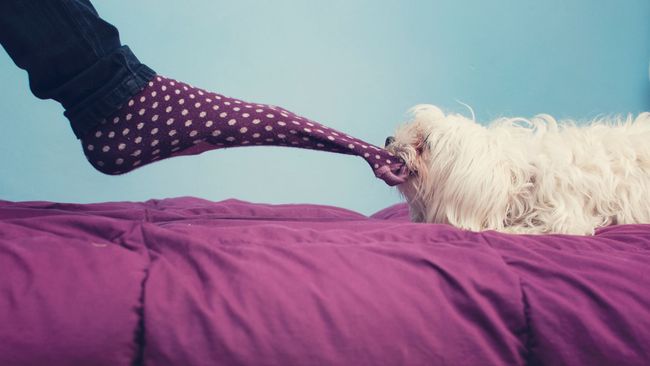 32 quick and easy tricks to teach your dog | PetsRadar