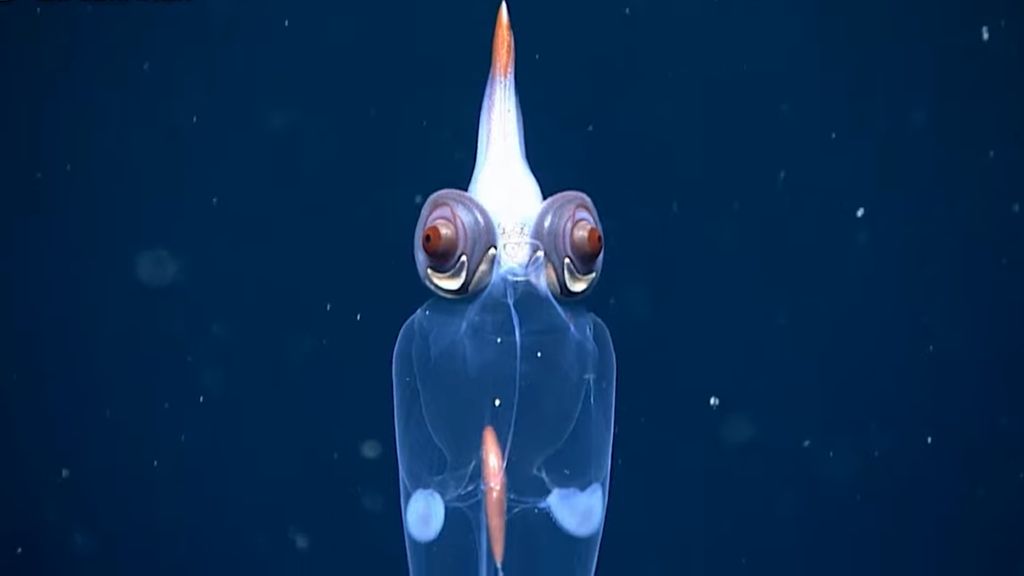 Watch a see-through squid with demon-like eyes swim in Alaska's deep ...