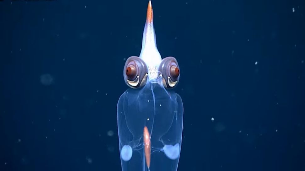 Watch a see-through squid with demon-like eyes swim in Alaska's deep ...
