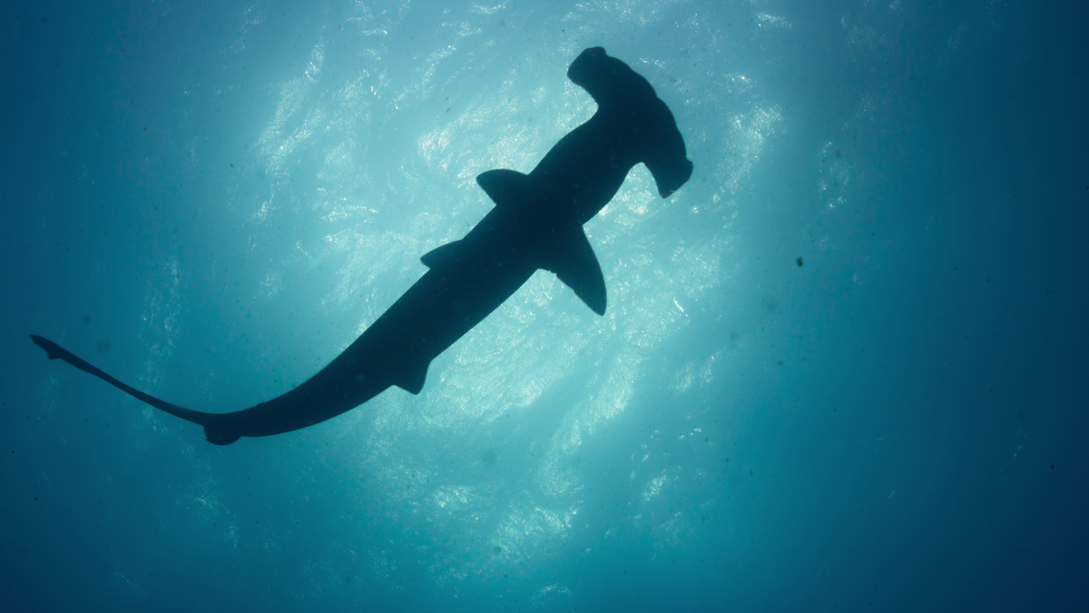 Watch hammerhead sharks swim in 'cyclones' around ancient volcano in ...