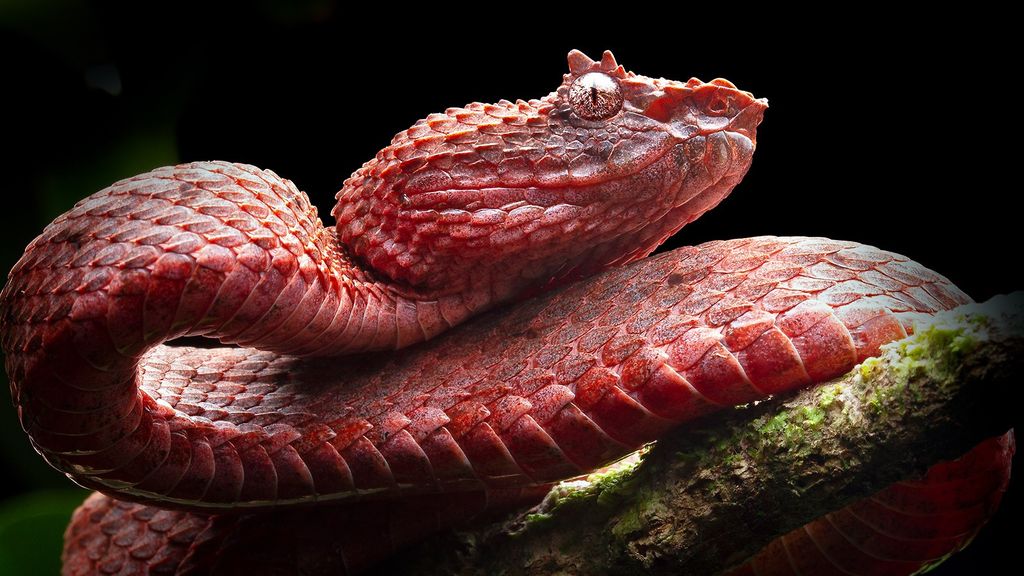 Snakes are built to evolve at incredible speeds, and scientists aren't ...