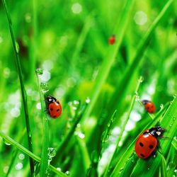 Where to buy ladybugs: 6 places to buy the best garden allies | Homes ...