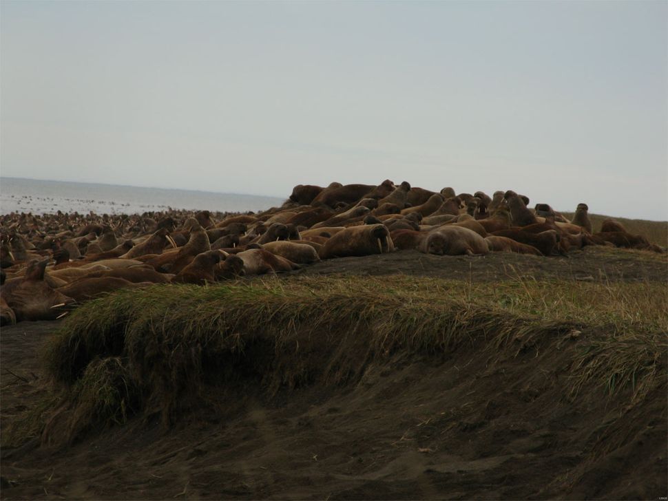 Giants on Ice: Gallery of Walruses | Live Science