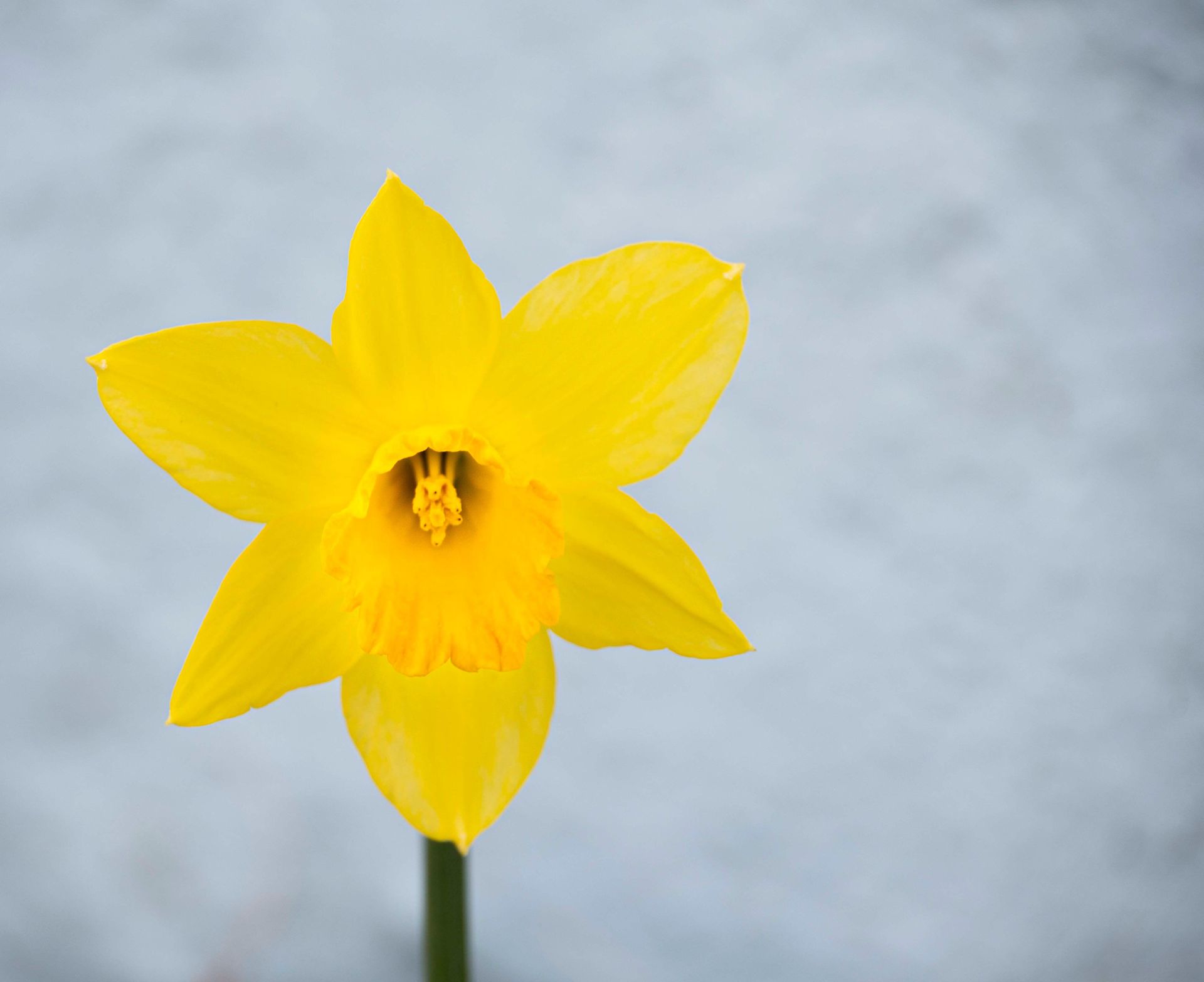 Will the real Welsh daffodil please stand up | Country Life