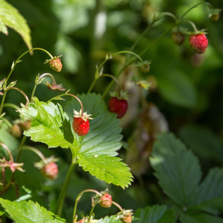 Why are my strawberry plants not fruiting? An expert guide | Ideal Home