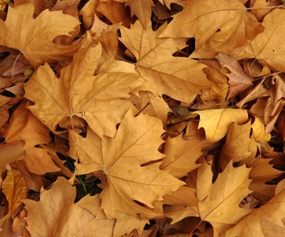A guide to collecting leaves - where to remove and to leave | Homes and ...