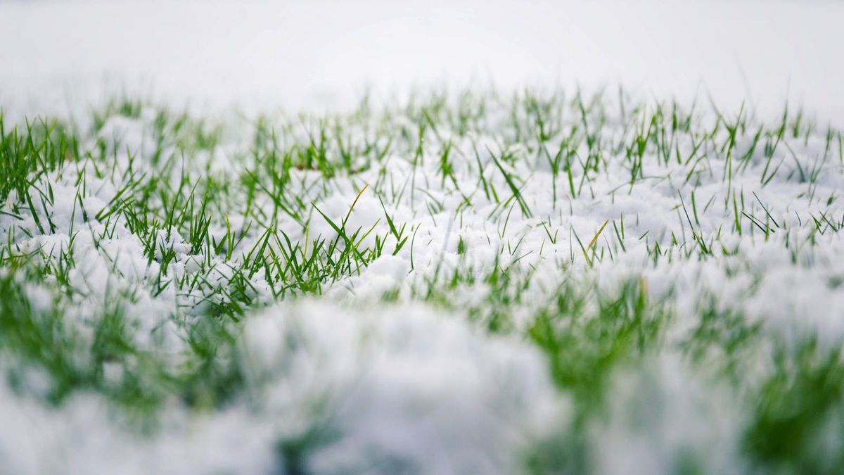Snow mold on lawns: advice from experts to tackle the issue | Homes and ...