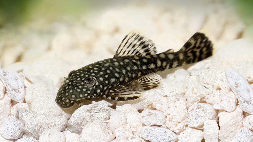 20 fish that clean the tank while looking pretty | PetsRadar