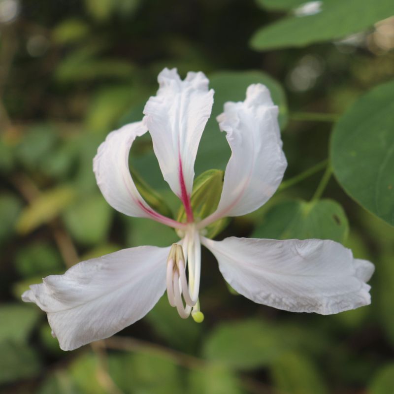 Tips & Information about Ornamental Gardens - Page 2 | Gardening Know How