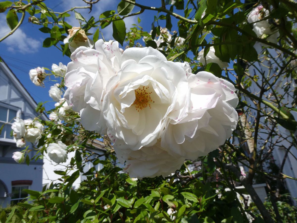 Panasonic Lumix ZS80 review | Digital Camera World