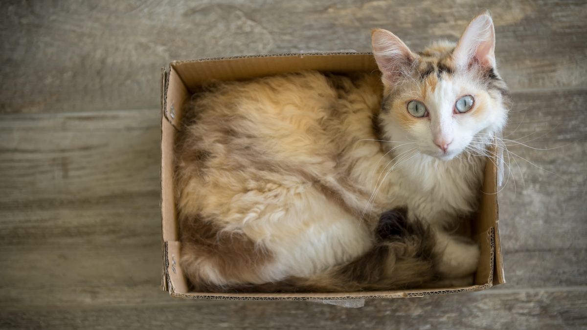 Types of small-breed cats that will always look like kittens | PetsRadar