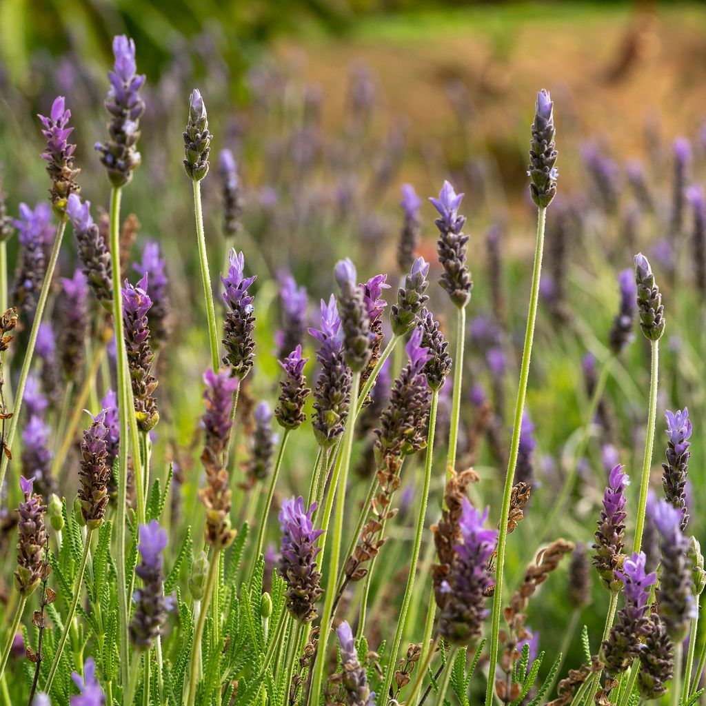 How to take lavender cuttings and propagate them | Ideal Home