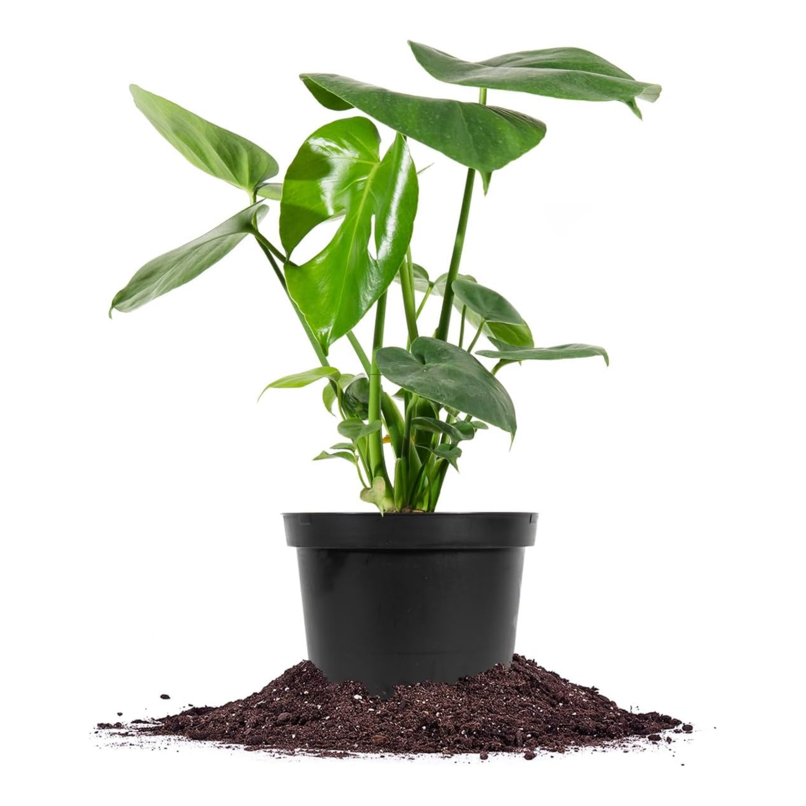 Indoor Plant Corners Are Trending — Here's How to Master Them | Livingetc