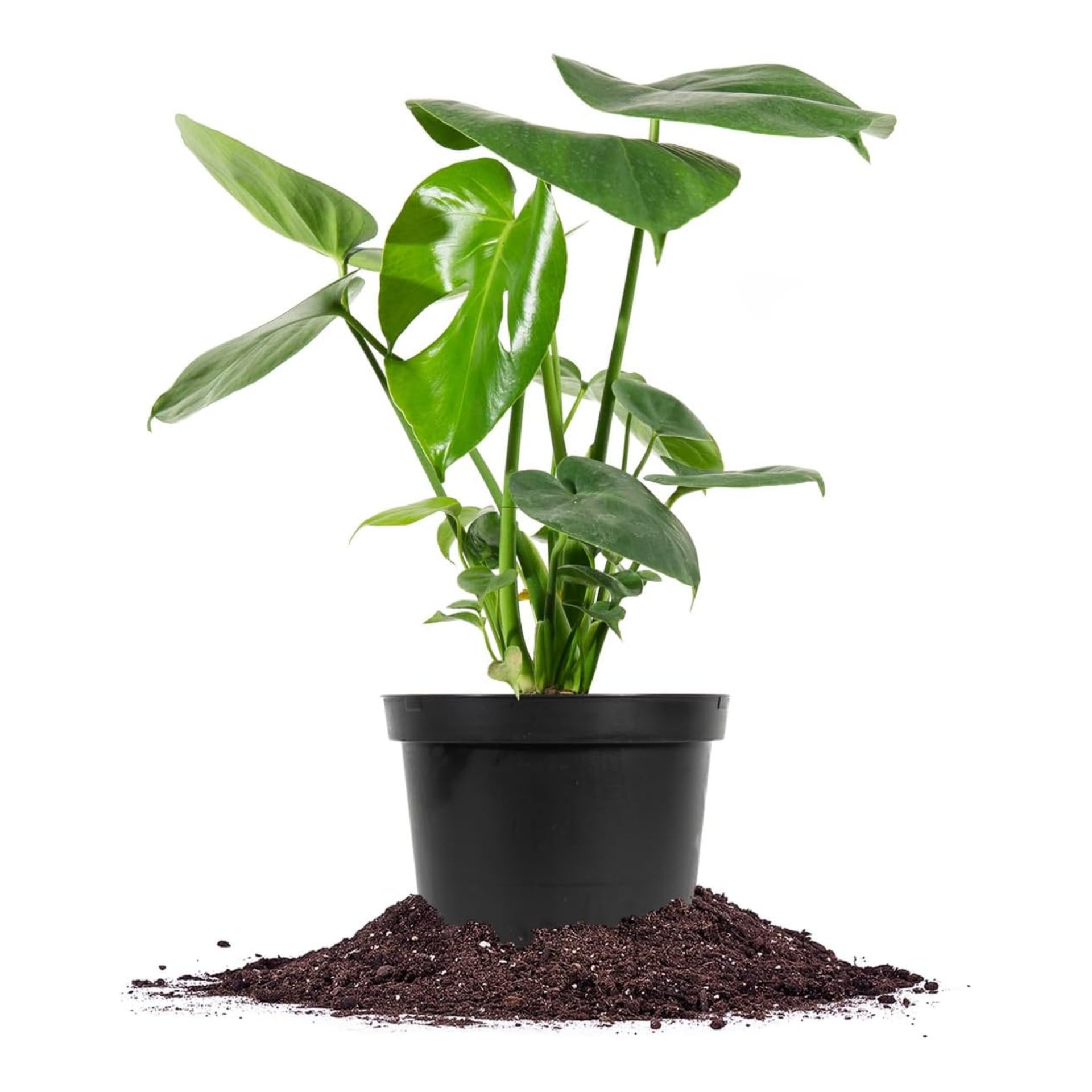 Indoor Plant Corners Are Trending — Here's How to Master Them | Livingetc
