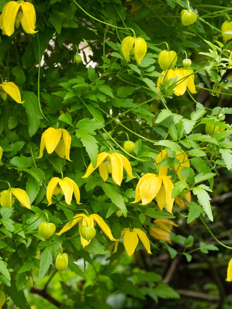Best flowering climbers: 10 top flowering climbing plants | Homes and ...