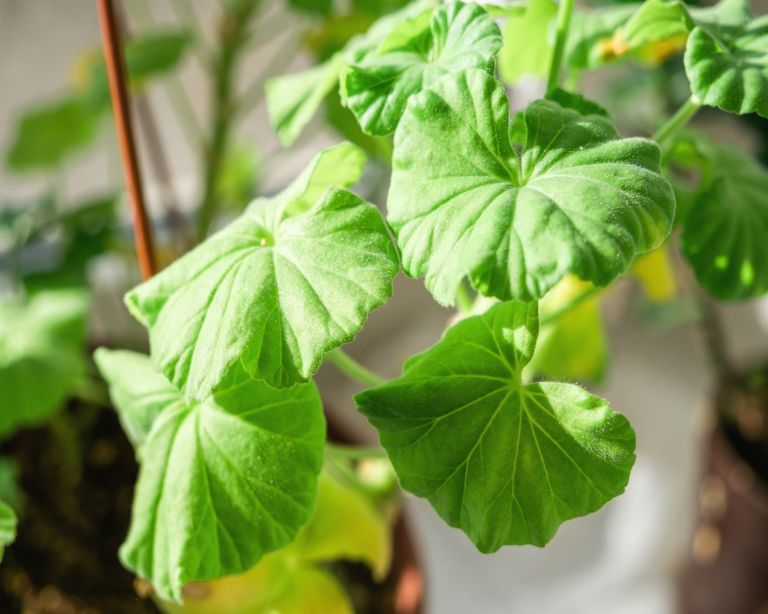 Why are my geranium leaves turning yellow? | Gardeningetc