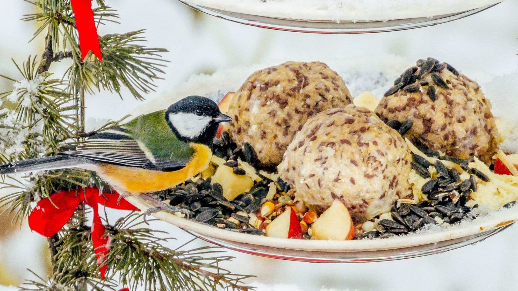 Make a Bird Charcuterie Board | Winter Platter For Birds | Gardening ...