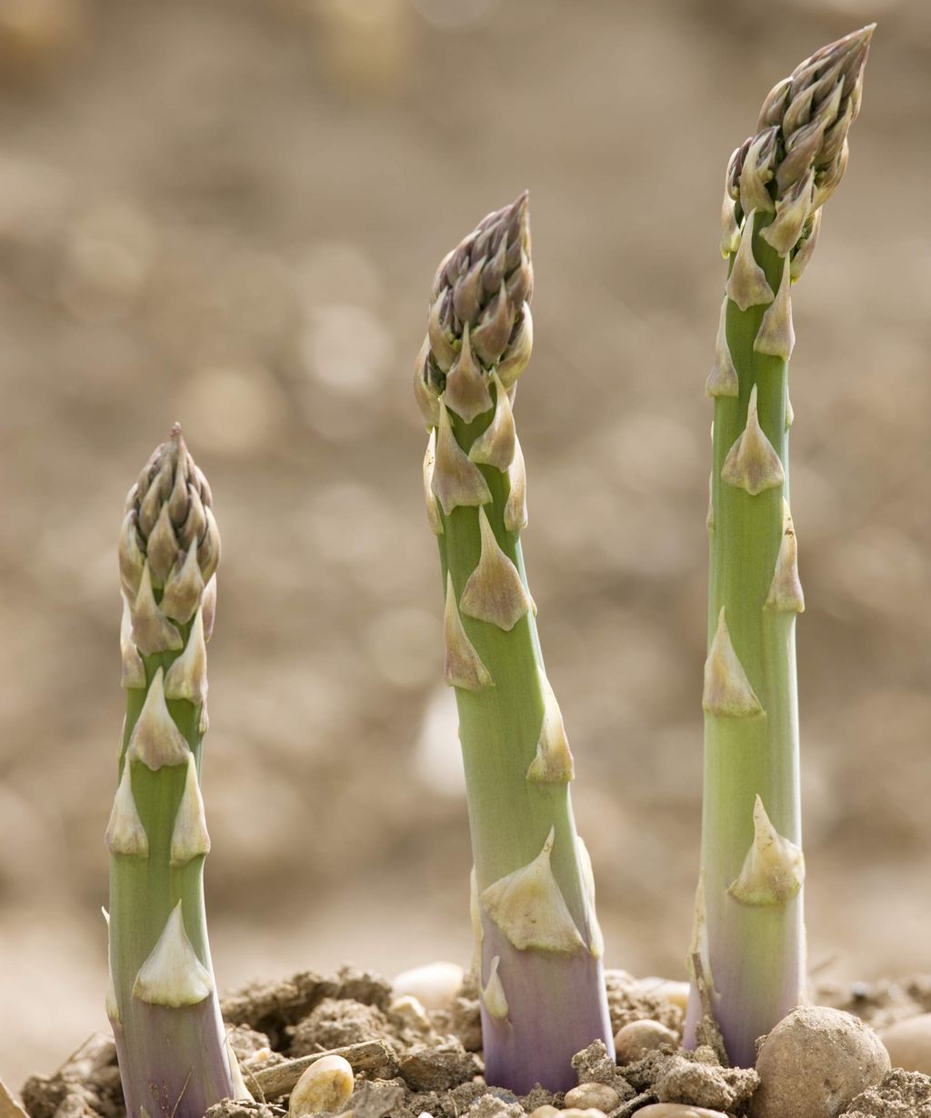 How to grow asparagus in a container: 4 tips to follow | Homes and Gardens