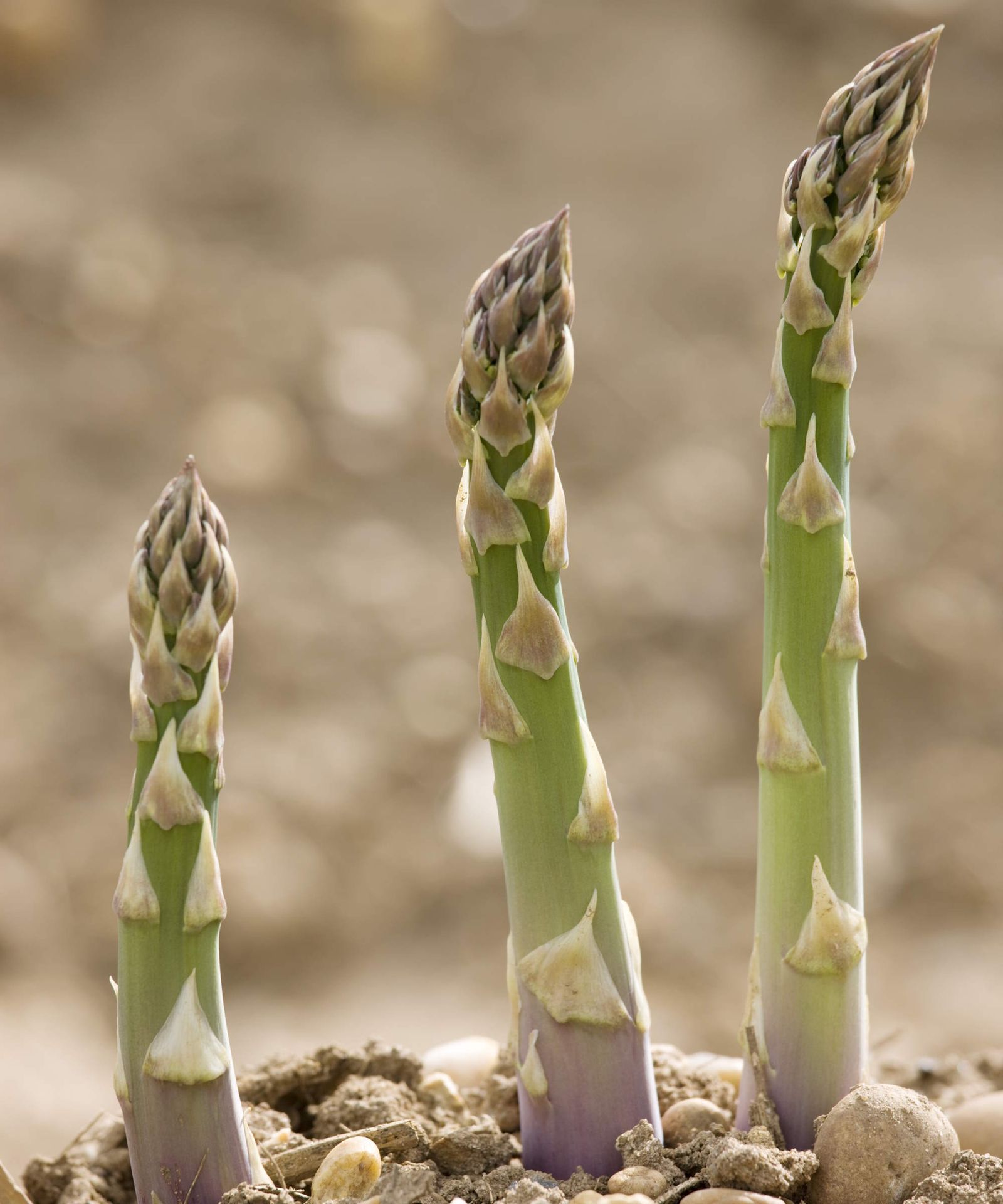 How to grow asparagus in a container: 4 tips to follow | Homes and Gardens