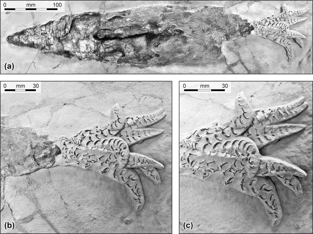 200 million-year-old fossil shows oldest 'squid attack' on record ...