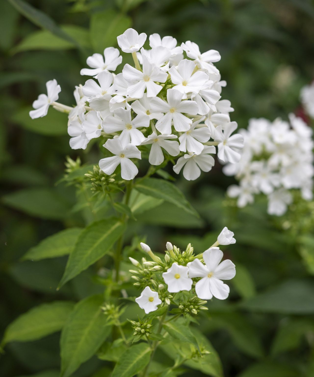 Native plants for night-time pollinators: 5 of the best | Homes and Gardens