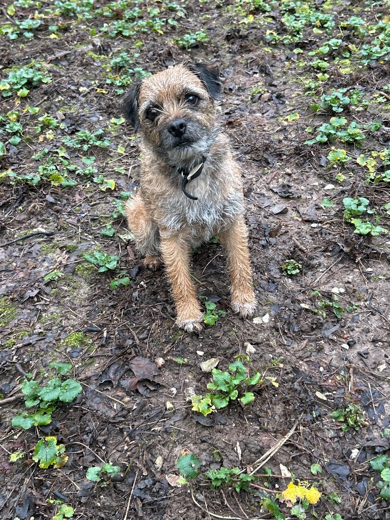Border terriers: The low maintenance dogs beloved by Sir Andy Murray ...