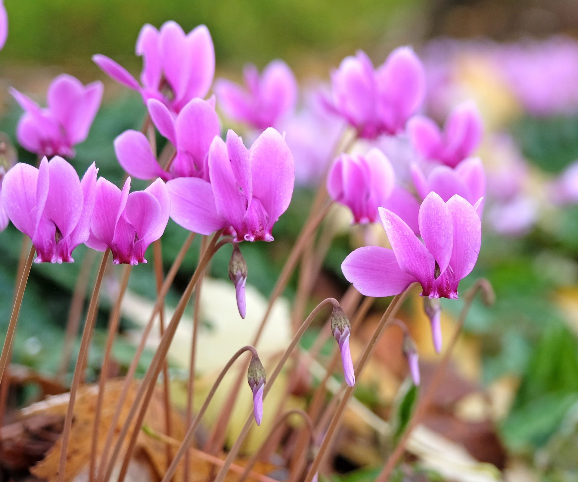 Bulbs for shade: 6 blooms for brightening darker corners | Homes and ...