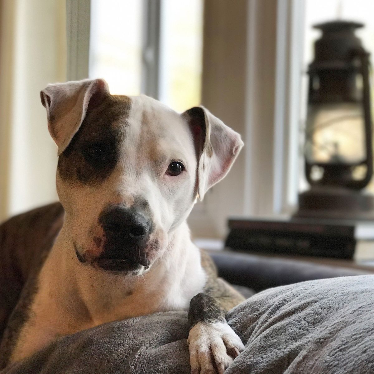 iPhone 7 Portrait Mode review: Magic in its imperfections | iMore