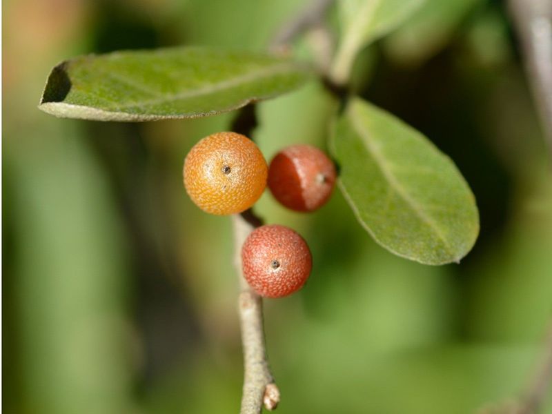 Tips & Information about Olive | Gardening Know How