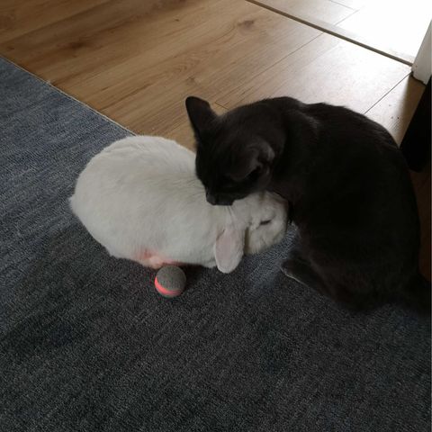 The 6 best automated cat toys, tested and approved by real pet parents ...