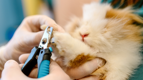 Vet explains how to cut rabbit nails (without hurting your bunny ...