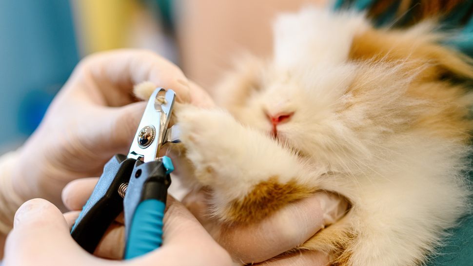 Vet explains how to cut rabbit nails (without hurting your bunny ...
