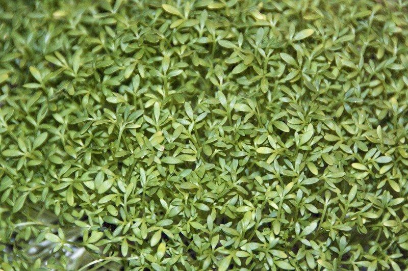 Garden Cress Vegetables - Learn To Grow And Care For Garden Cress ...