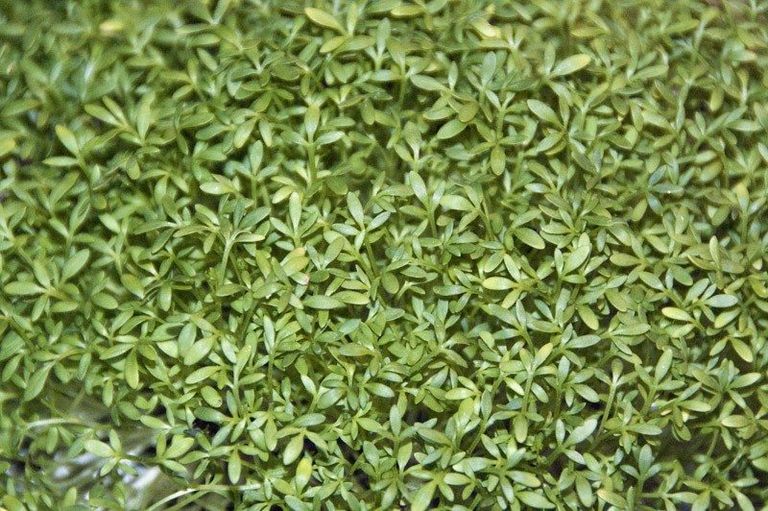 Garden Cress Vegetables - Learn To Grow And Care For Garden Cress ...
