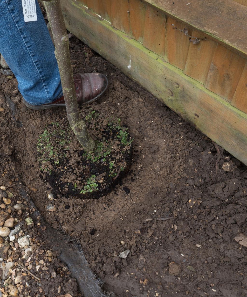 How to grow plums: tips on planting, growing and caring for plum trees ...