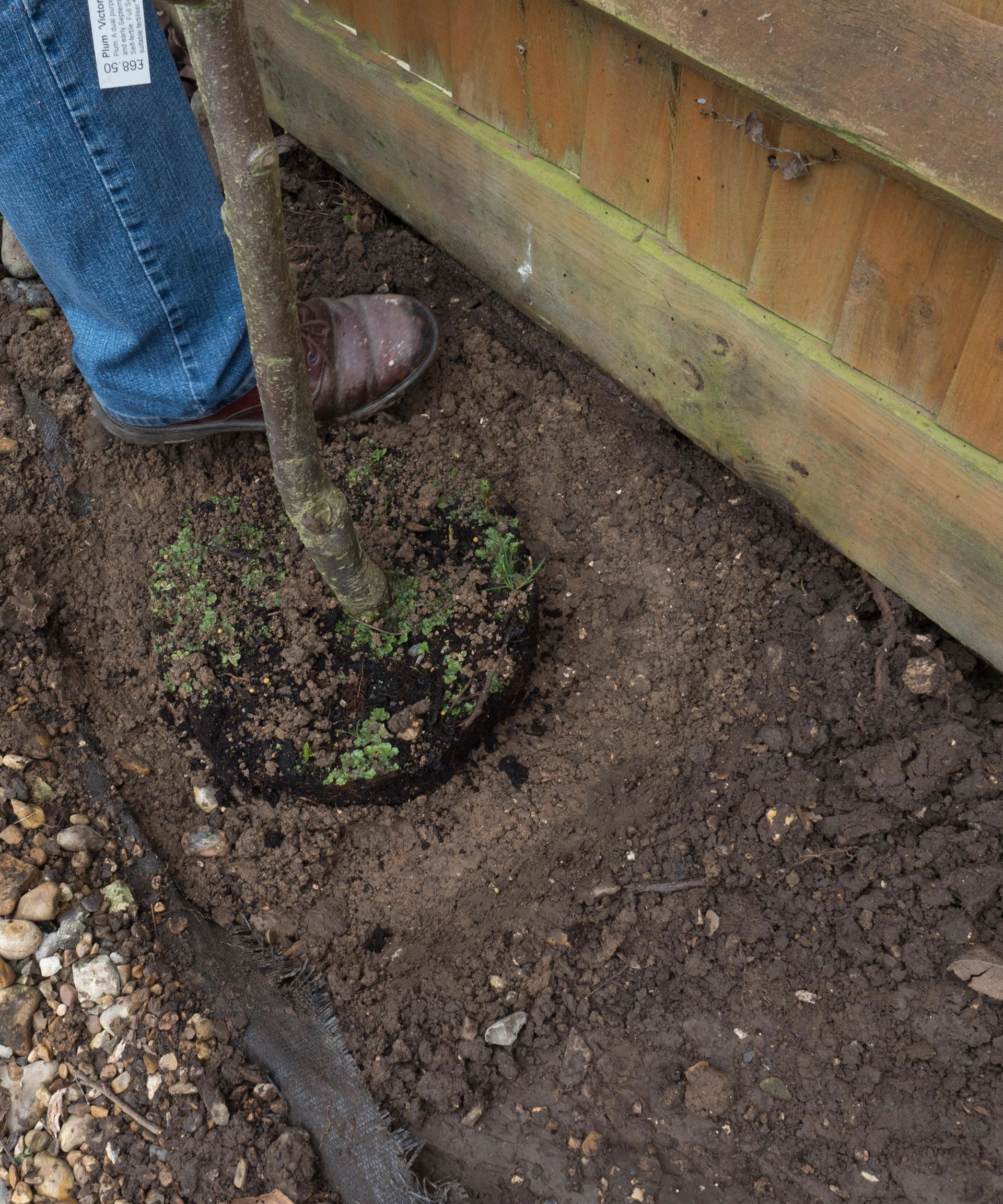 How to grow plums: tips on planting, growing and caring for plum trees ...