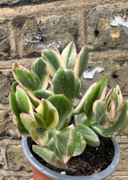 10 Jade Plants That Will Bring Good Vibes to Any Room | Livingetc