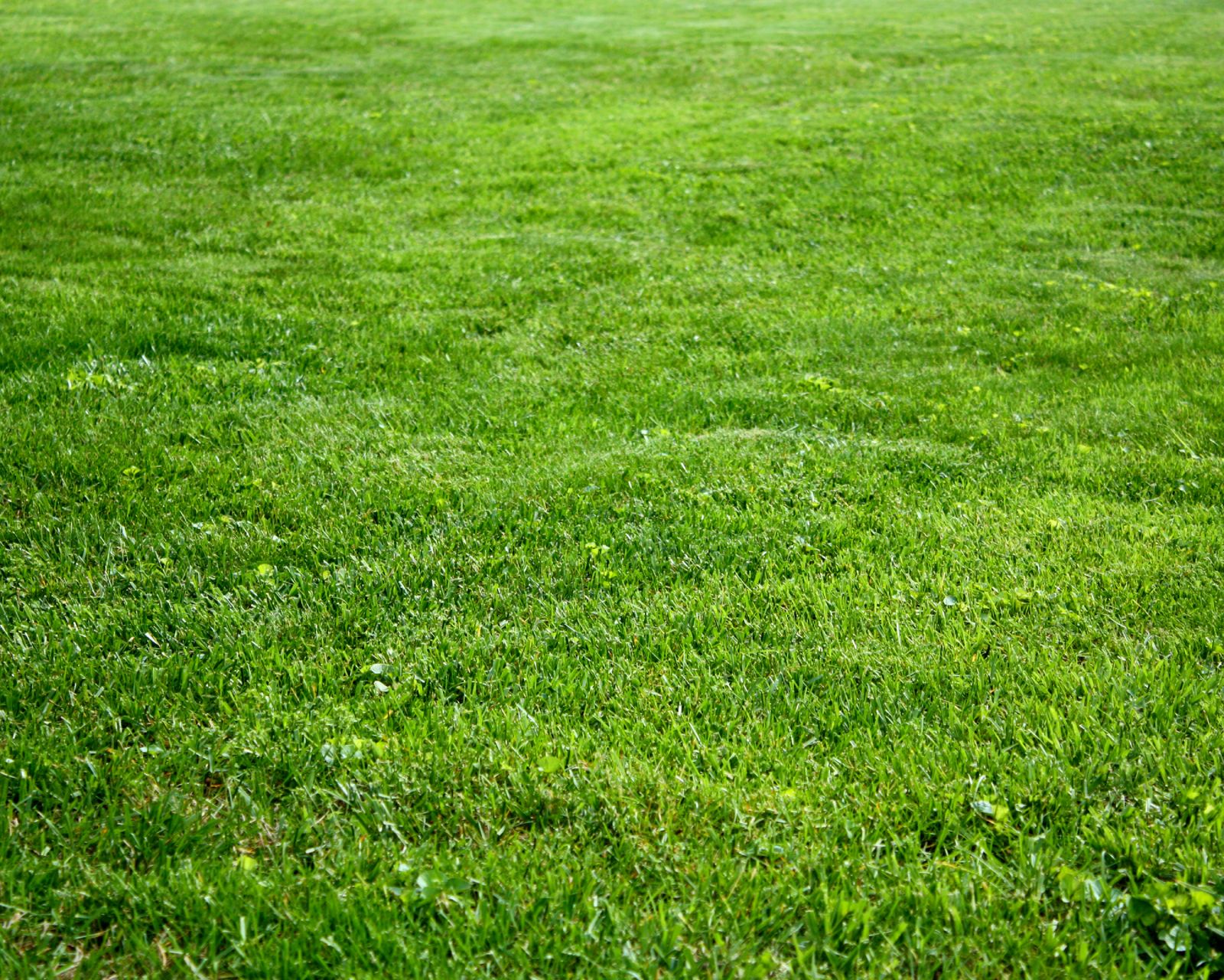 4 Types Of Full Shade Grass That Thrive In Dark Corners | Gardening ...