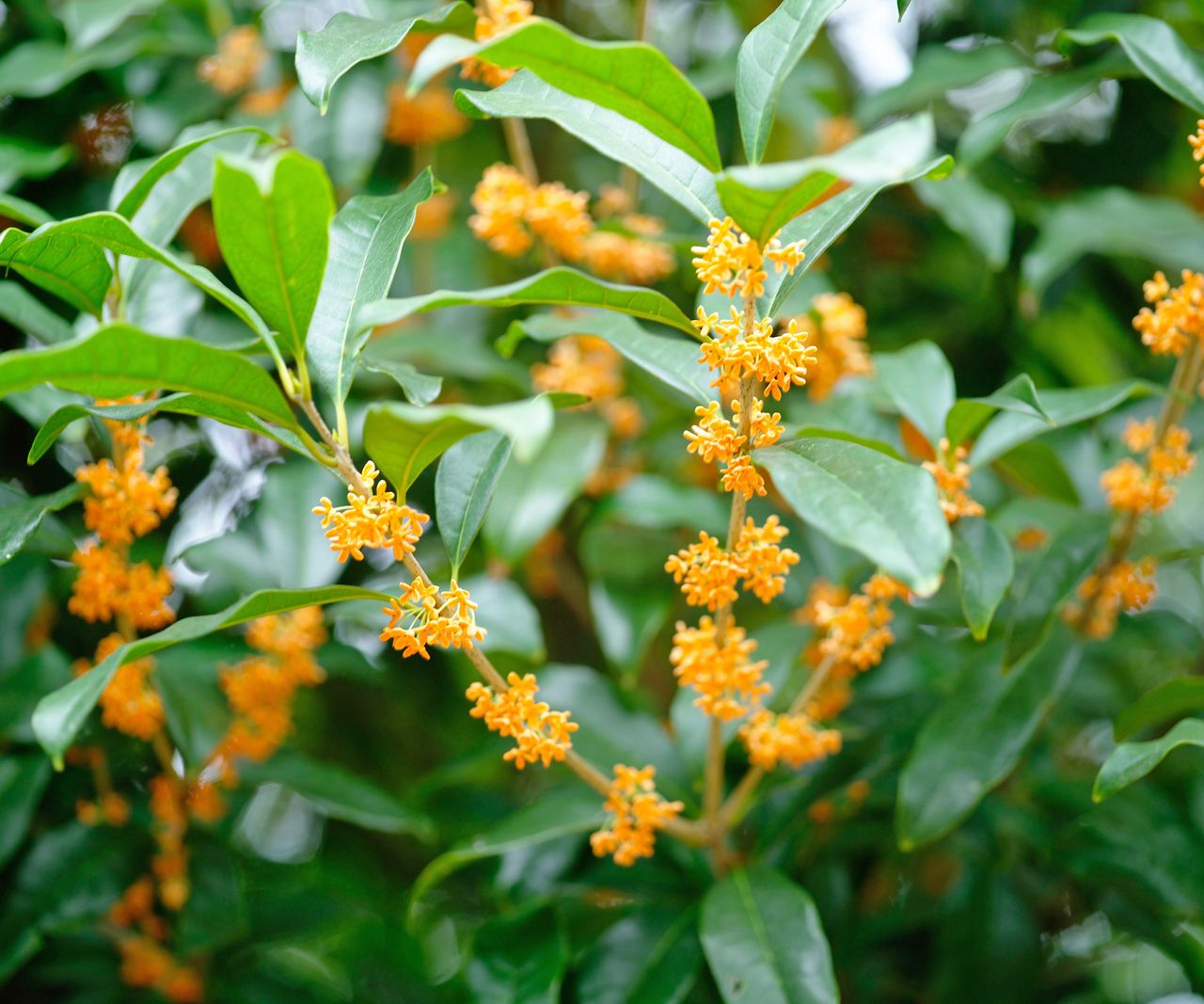 7 Fragrant Hedge Plants For Heavenly Floral Boundaries | Gardening Know How