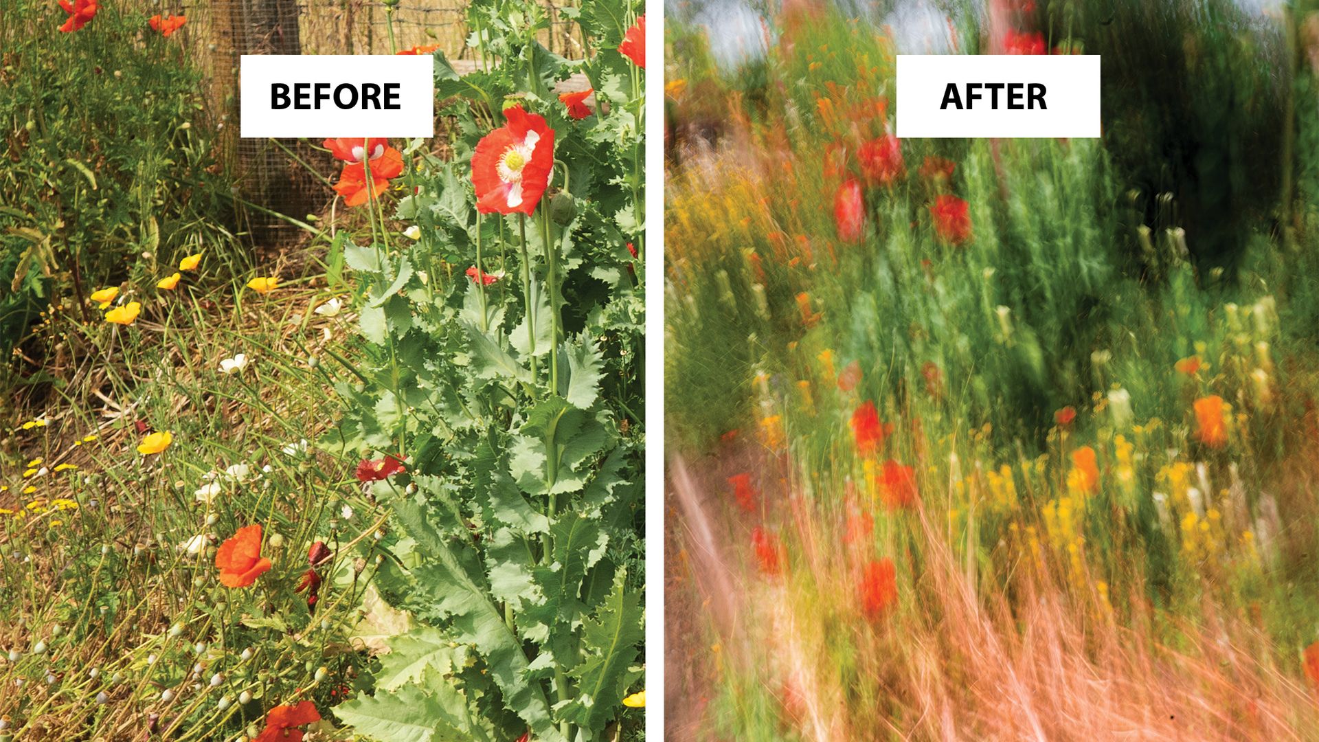 ICM photography: How I use Intentional Camera Movement to bring scenes ...