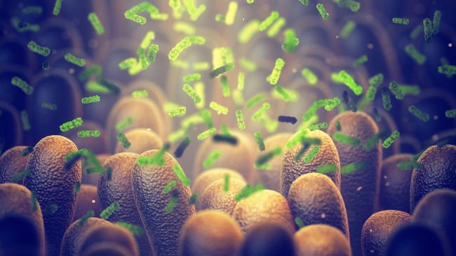 What are probiotics and how do they work? | Live Science