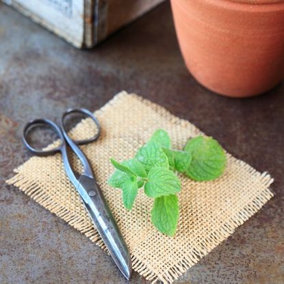 How to revive a near dead house plant | Ideal Home