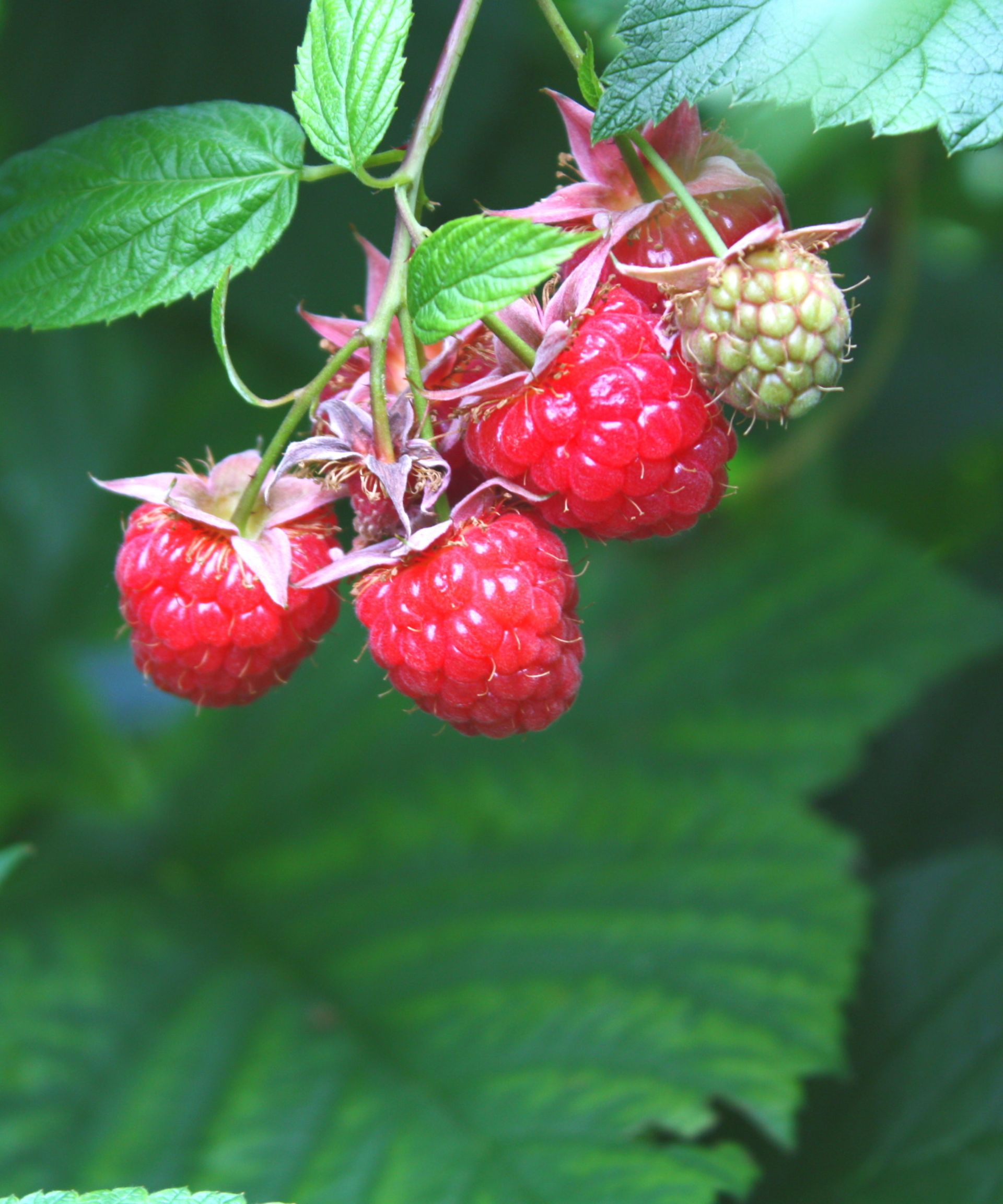 How to winterize raspberries - the steps to follow | Homes and Gardens