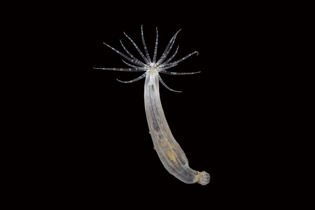 Can brainless animals think? | Live Science